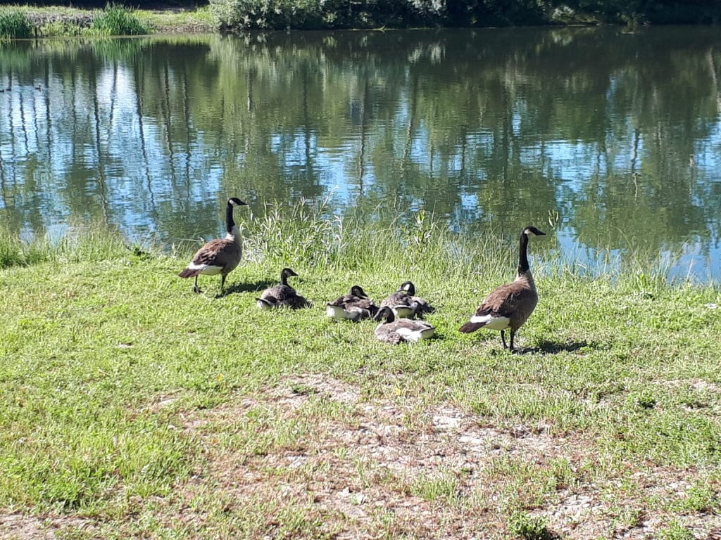 Geese - Riverbend Campground, Okotoks, Calgary, Alberta